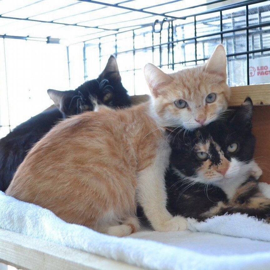 Котята в добрые руки