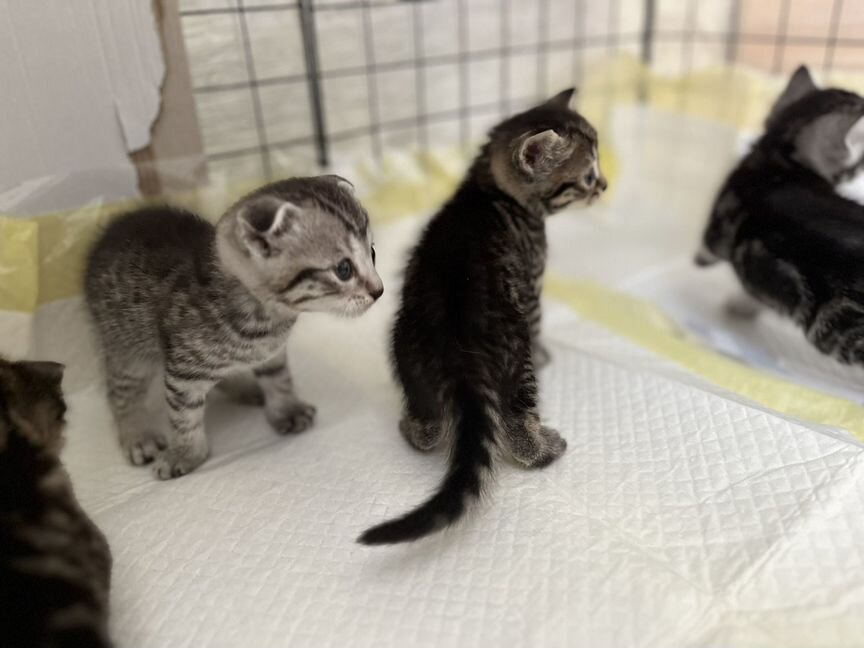 Британские вислоухие котята