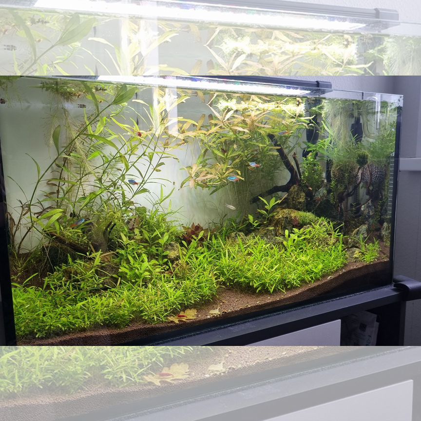 Аквариумные растения прополка