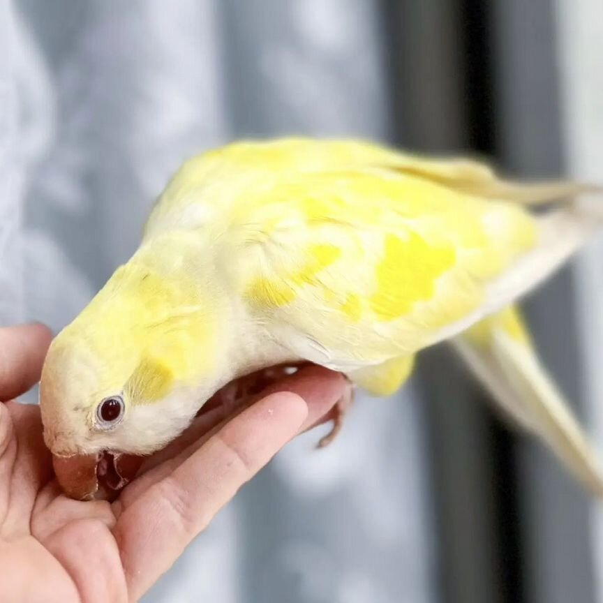 Попугай Монах Ручной Редкий 3,5 мес