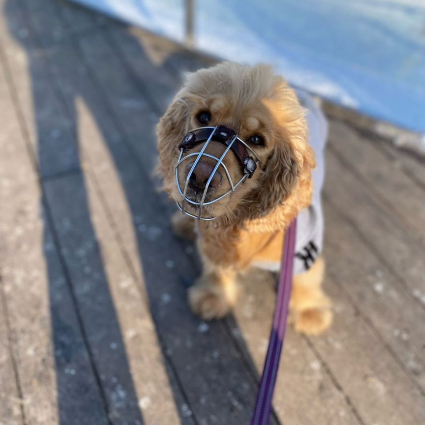 В добрые руки