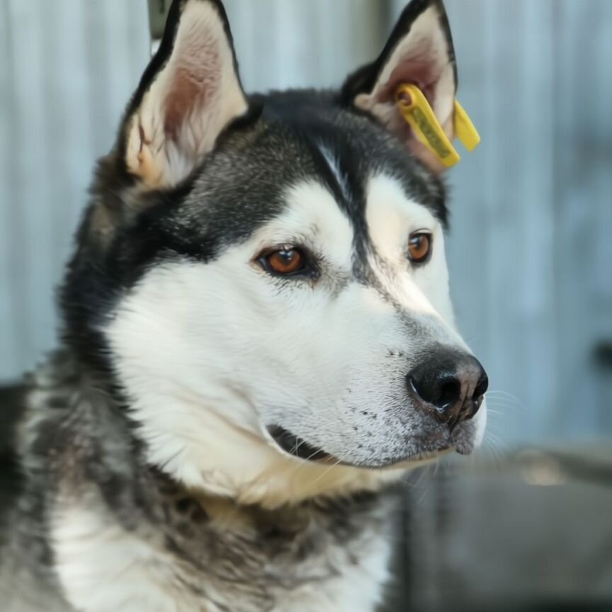 Сибирский хаски, взрослый пёс