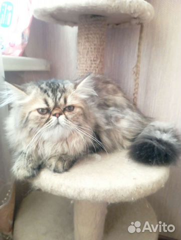 Персидские котята кошка