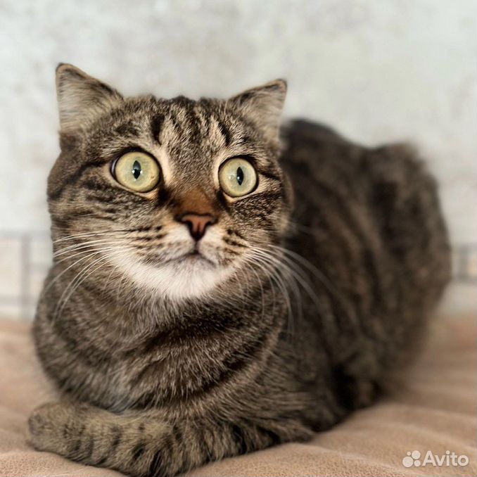 Европейская кошечка ишет дом