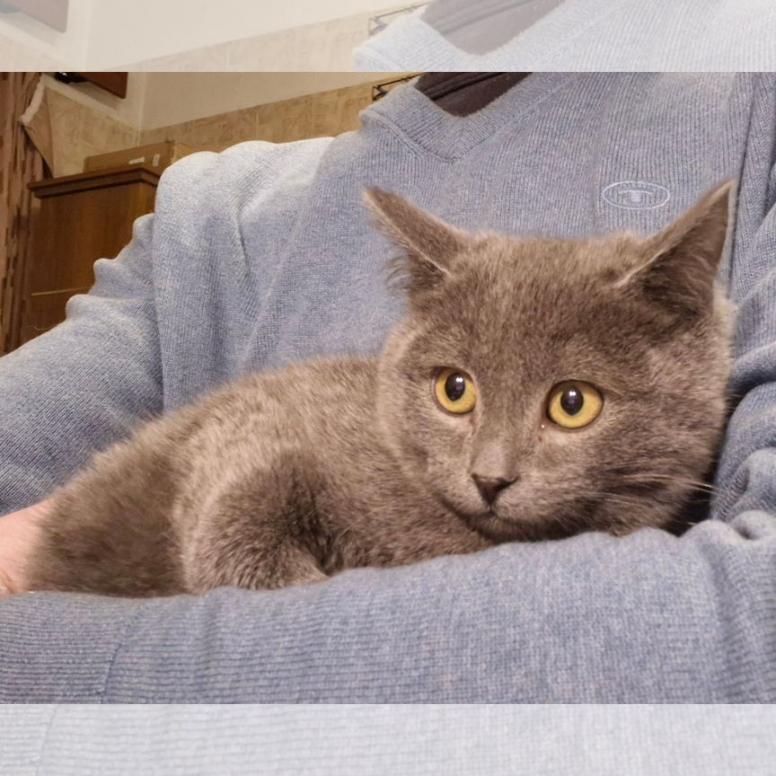 Котёнок в добрые руки