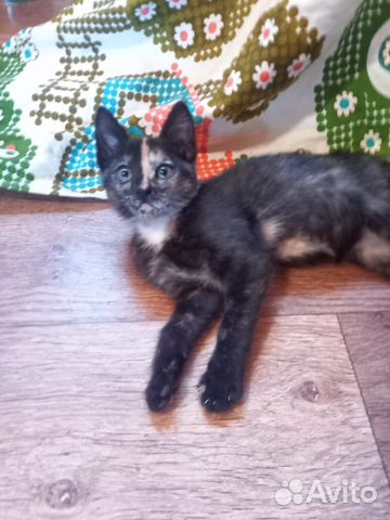 Черепаховые малышки ищут дом