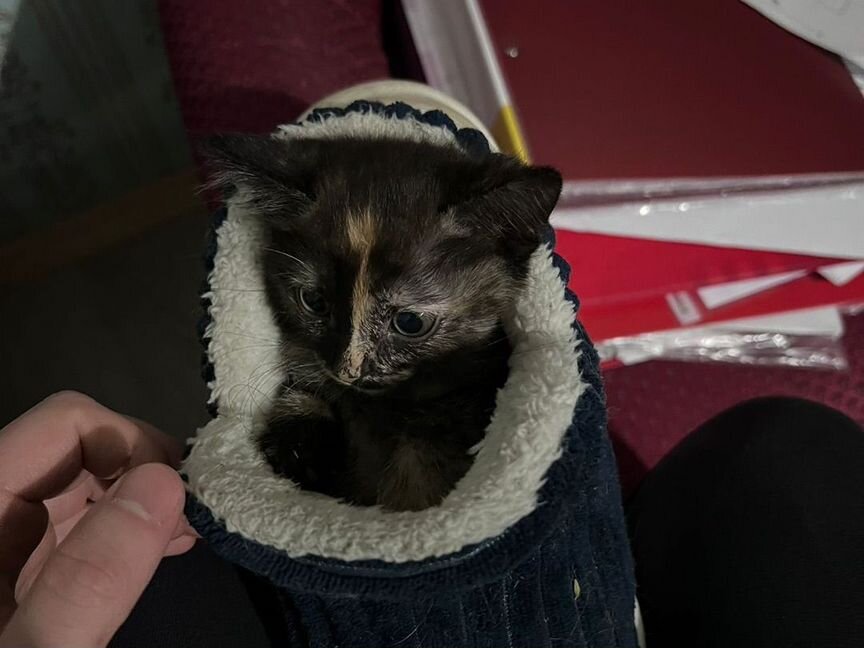 Котята в очень добрые руки