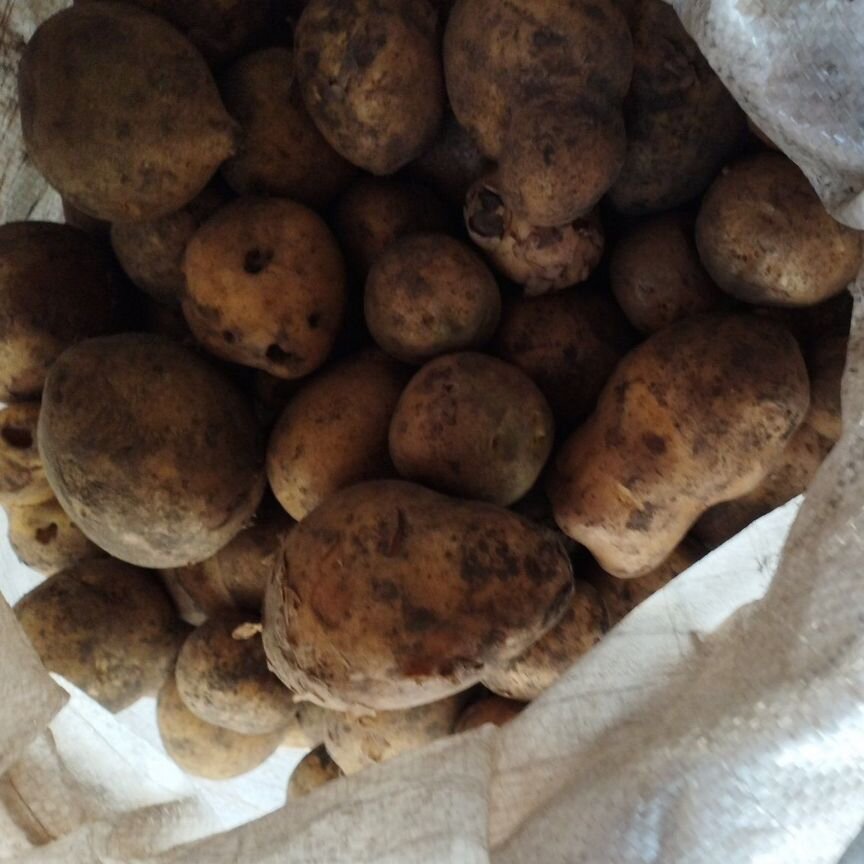 Продам картофель на корм скоту