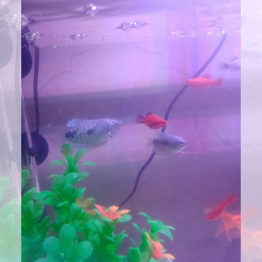 Аквариумные рыбки гурами