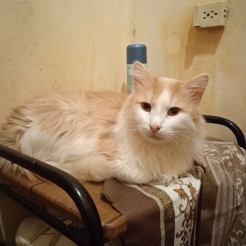 Персик в добрые руки