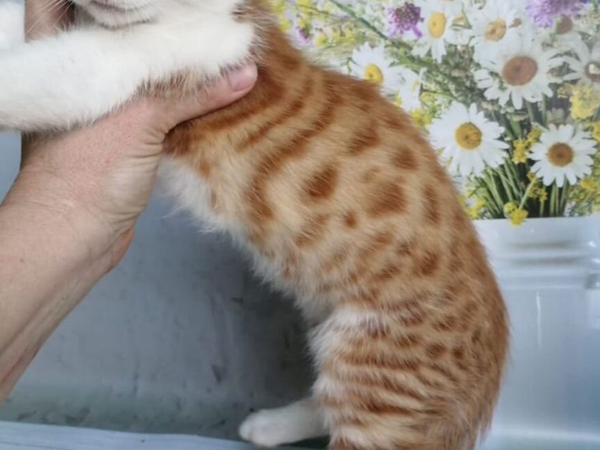 Котята в добрые руки бесплатно