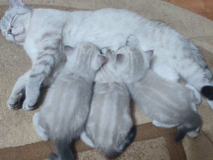 Котята шотландские