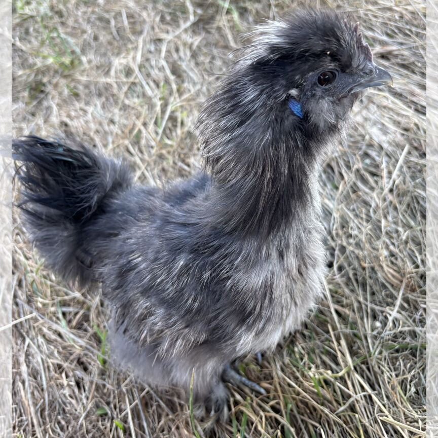 Китайский шелковый петух