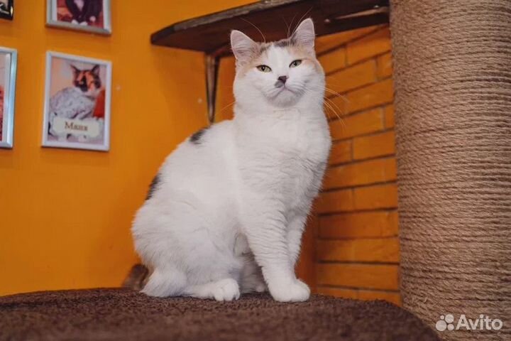 Милая кошечка Милиса ищет дом