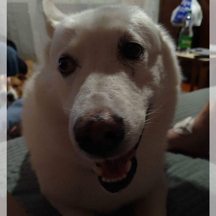 Лайка, взрослый пёс