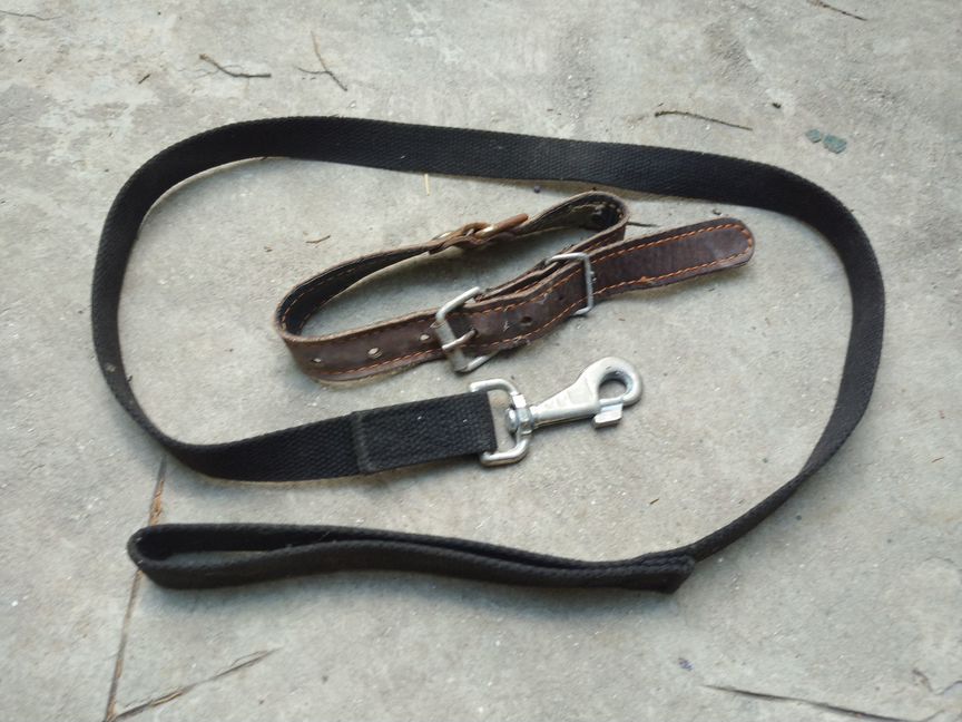 Ошейник и поводок
