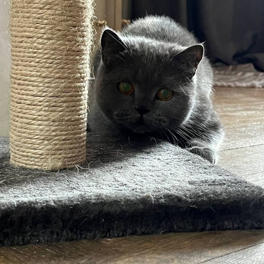 Отдам бесплатно животные в добрые руки