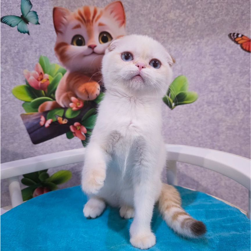 Шотландский вислоухий короткошёрстный котёнок