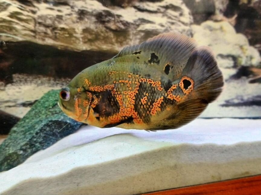 Отдам бесплатно Астранотуса