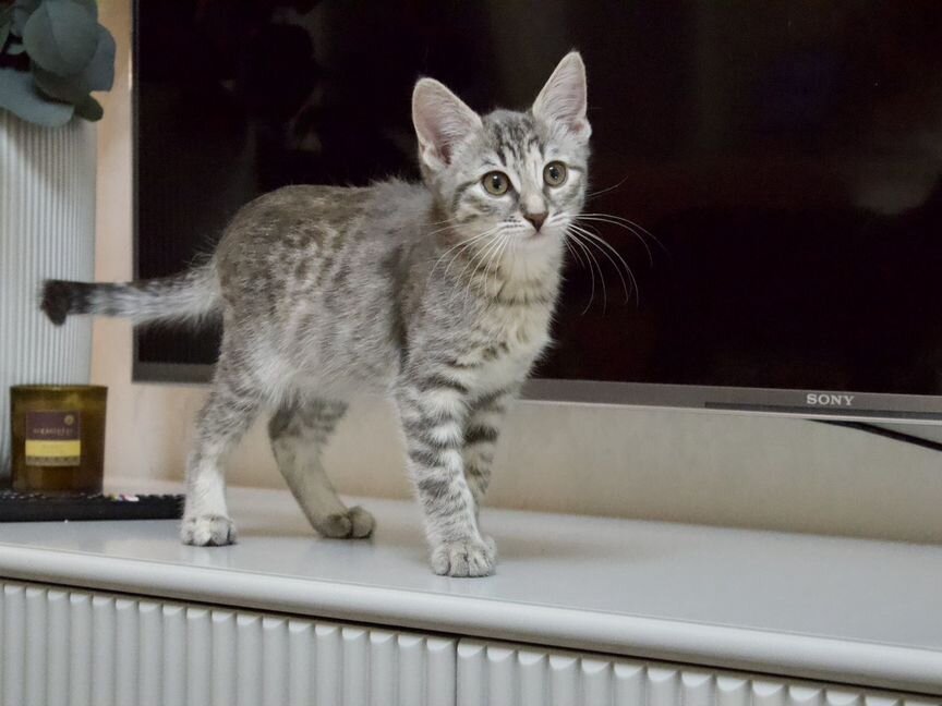 Котенок девочка в добрые руки