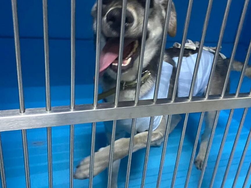 Маленькая собачка