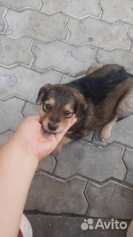 Отдам щенка в добрые руки