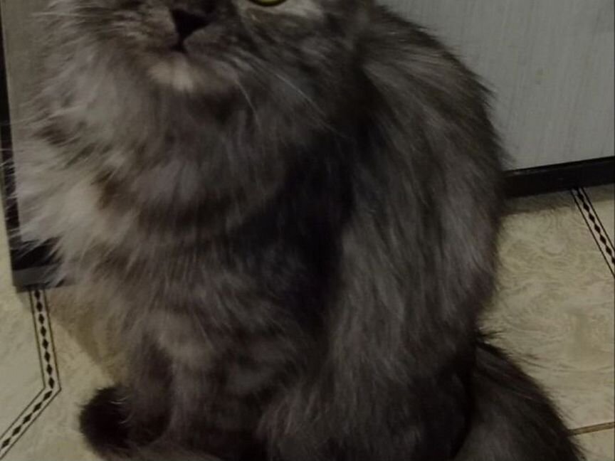 Кошка
