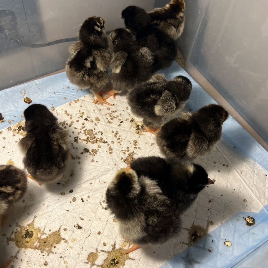 Цыплята породных кур