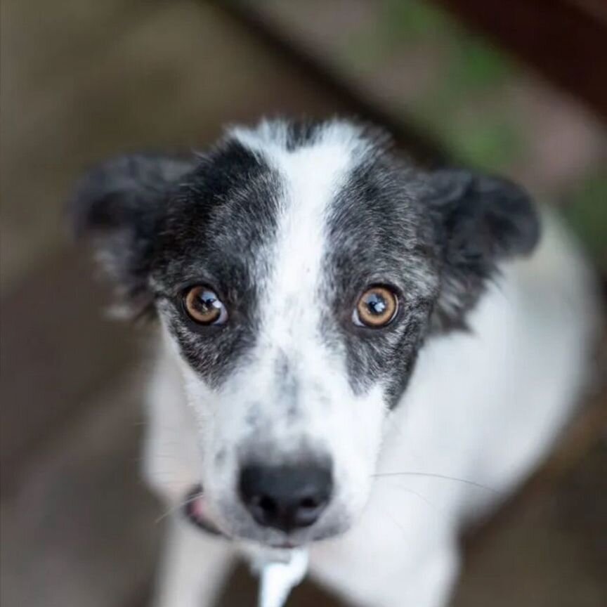 Маленькая собака в добрые руки