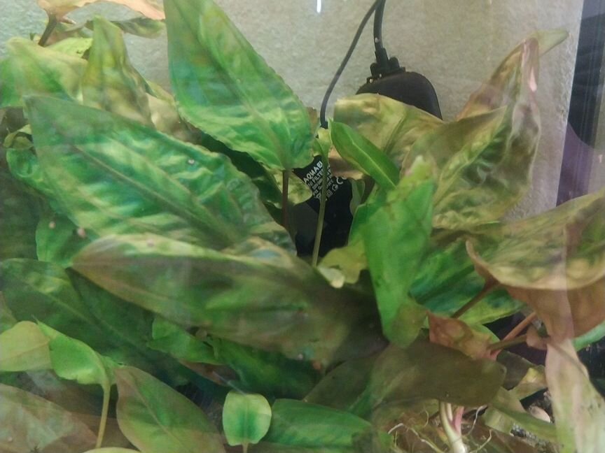 Водное растение для аквариума