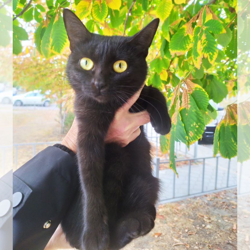 Кошка, приносящая Счастье