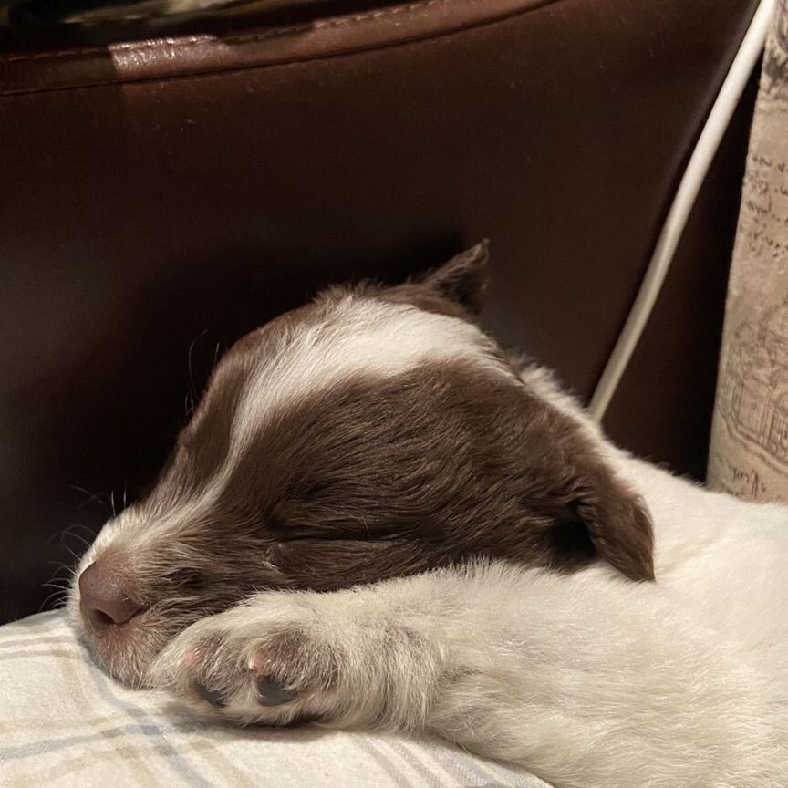 Щенок в добрые руки