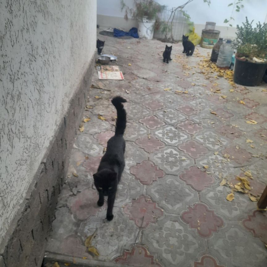 Котята 2 мальчика 1 девочка