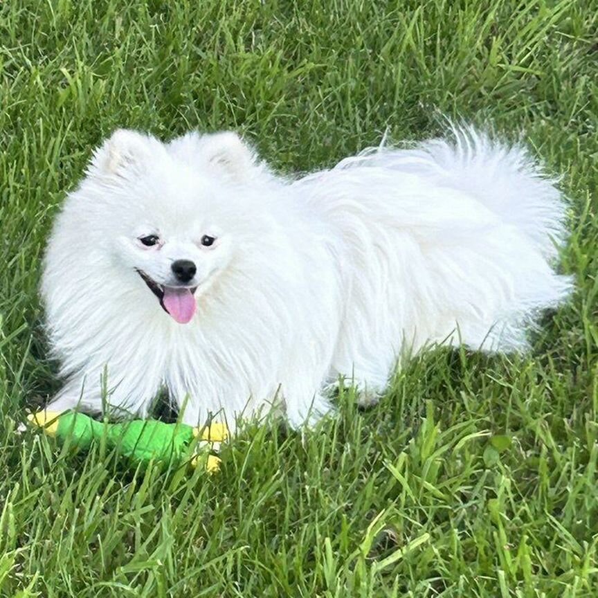 Вязка собак немецкий шпиц