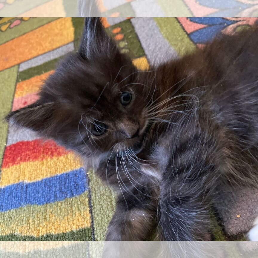 Шотландский прямоухий длинношёрстный котёнок