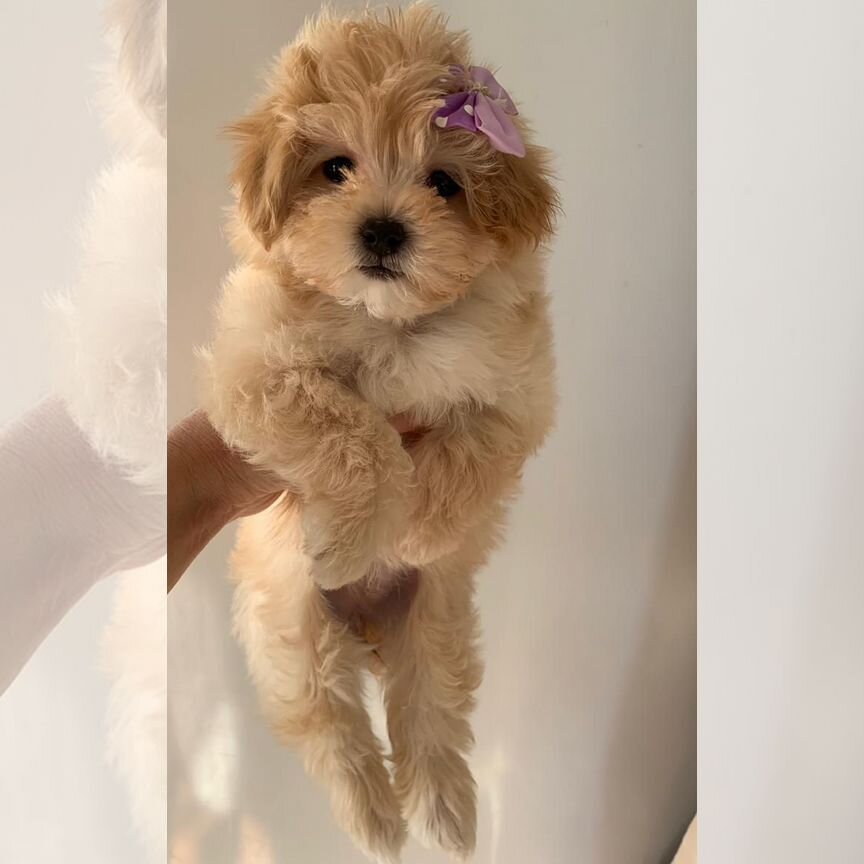 Мальтипу, щенок