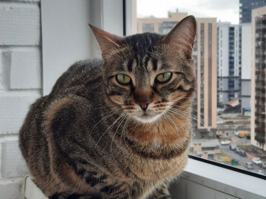 Европейский короткошерстный кот в добрые руки