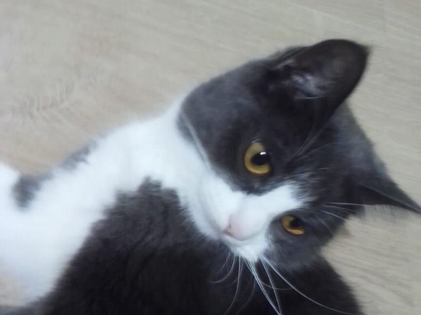 Кошка ишет дом,нужна передержка,боб тейлор