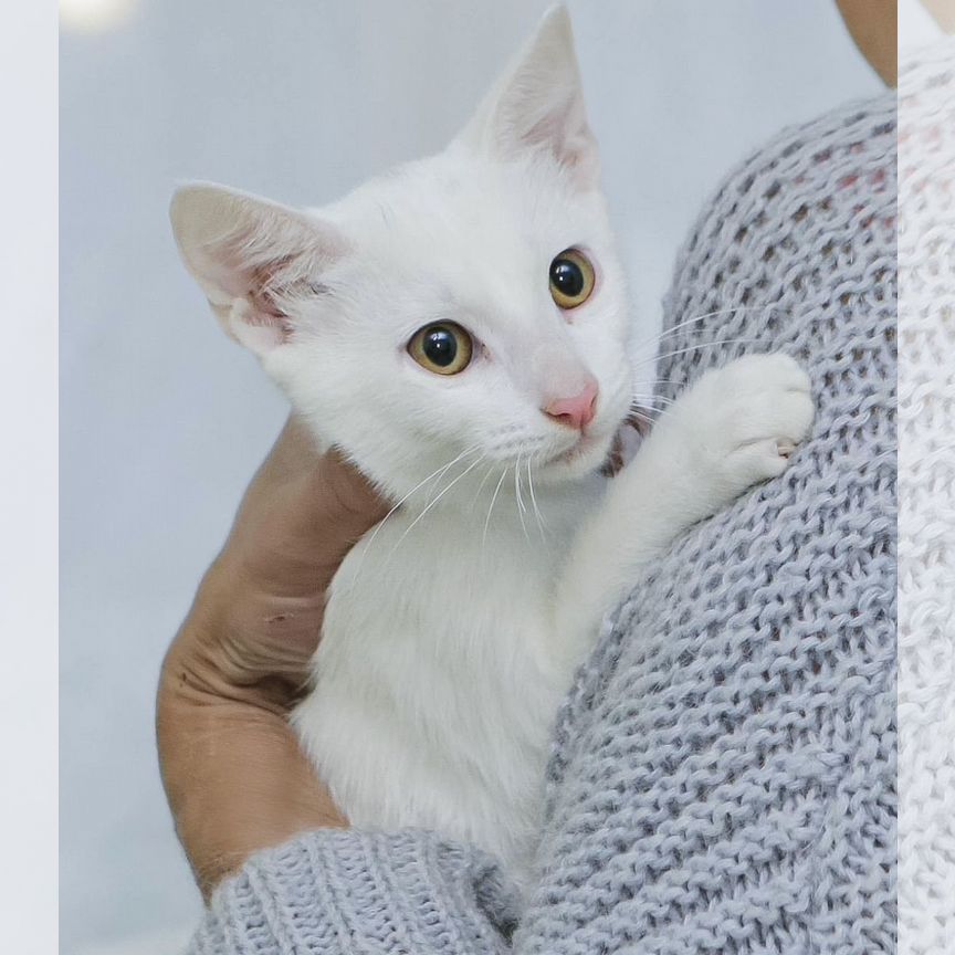 Белый котенок Зефирчик