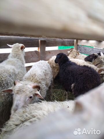 Бараны, Овцы