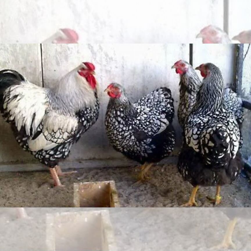 Яйцо инкубационное виандот серебро