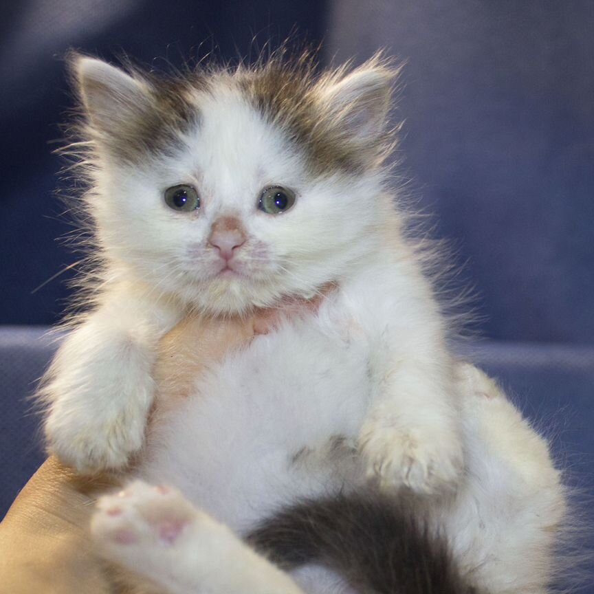 Спасите ласковую Шурочку-девочку-сиротку