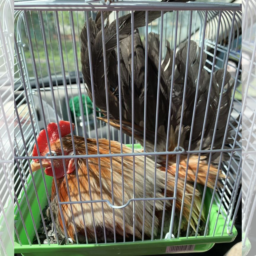 Петушок малазийская серама