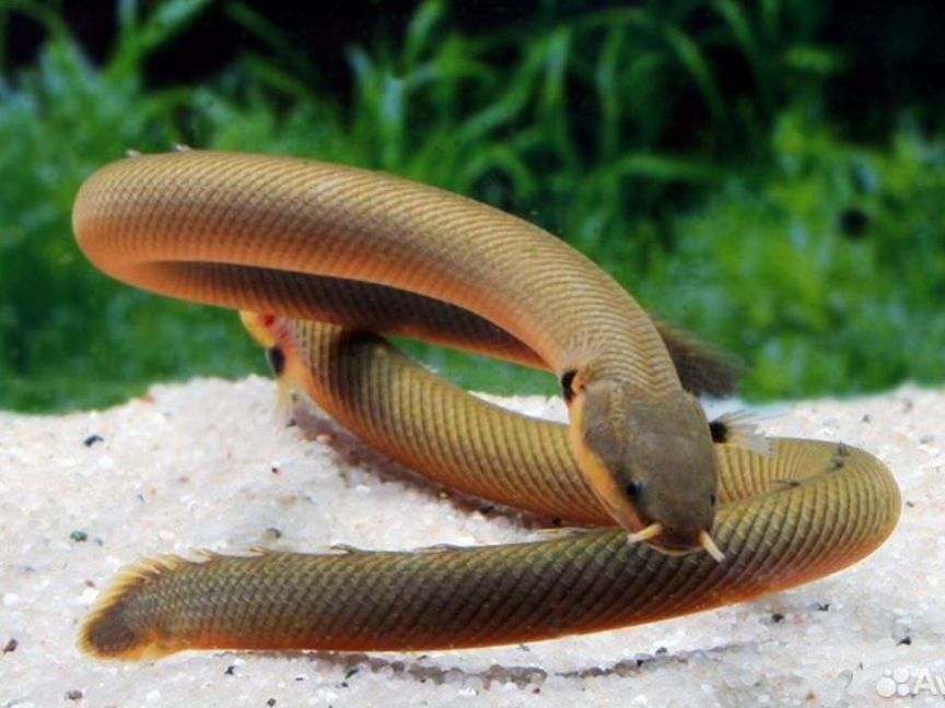 Калабараский Каламоихт