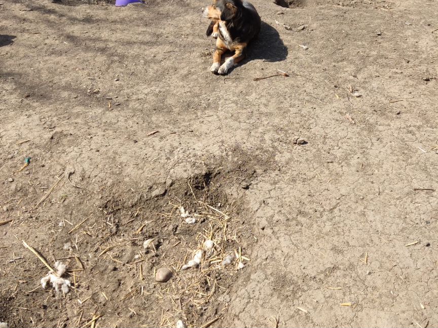 Собачка в дар