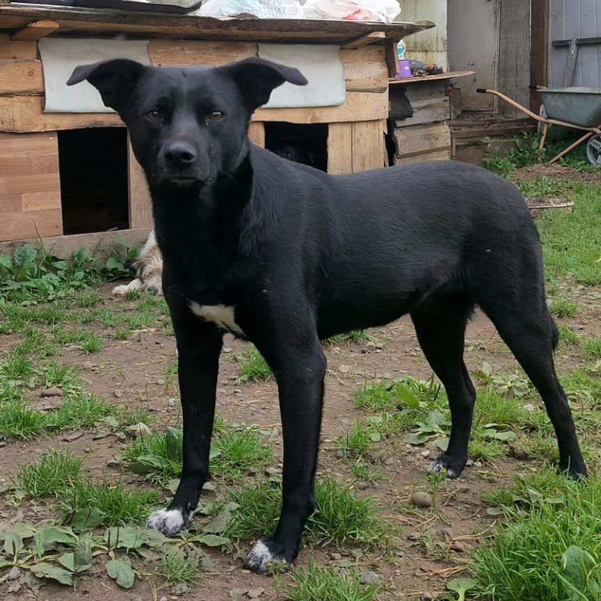 Взрослая собака в добрые руки