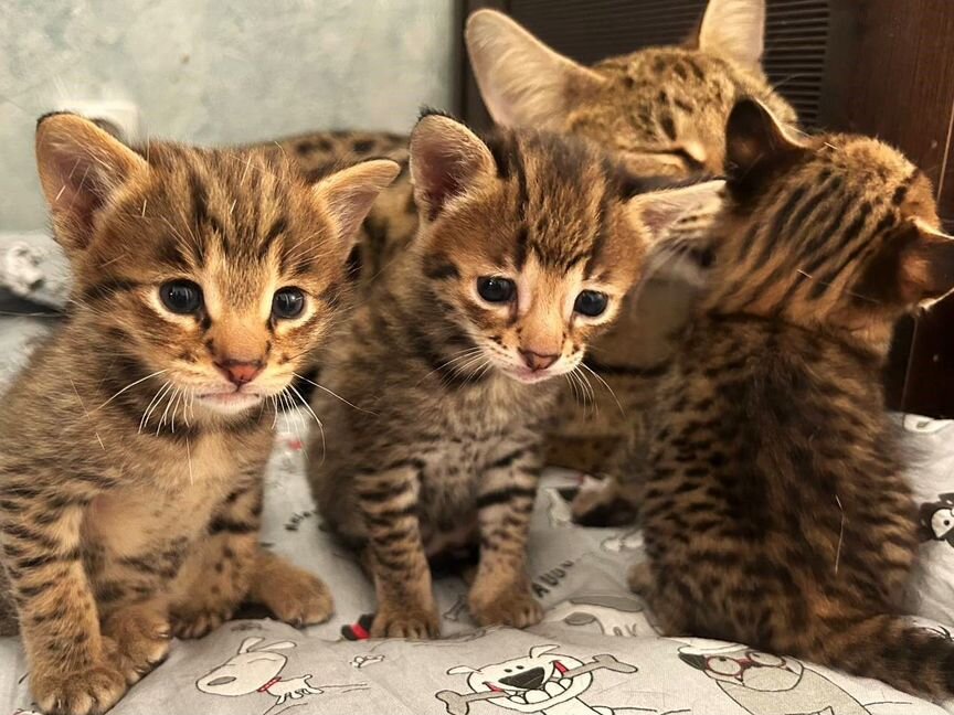 Котята саванна, savanna f2