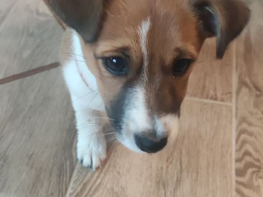 Джек Рассел терьер бесплатно