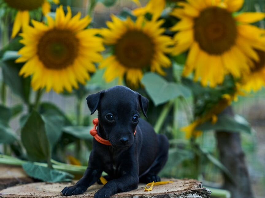 Красоточка Люси