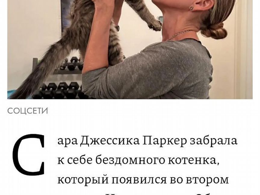 Котёнок - карапуз в добрые руки